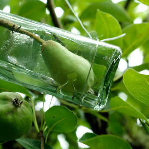 How to Grow a Pear in a Bottle (video) – Cooking Up a Story