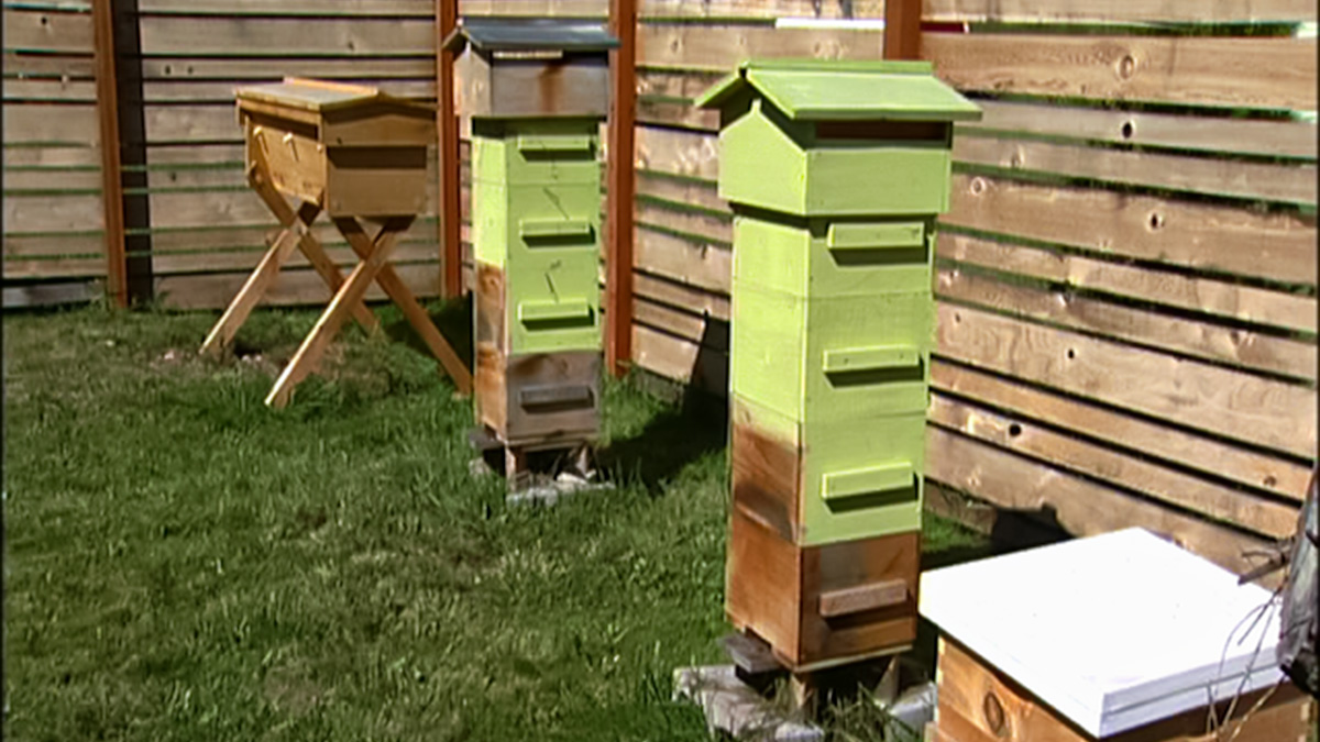 Beekeeping Basics- Beehive Placement -Mobile Minute – Cooking Up a Story