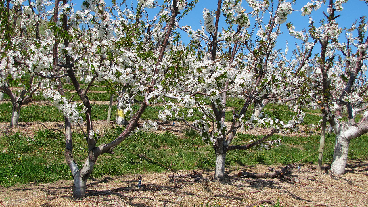 Cherry Orchards in Full Bloom