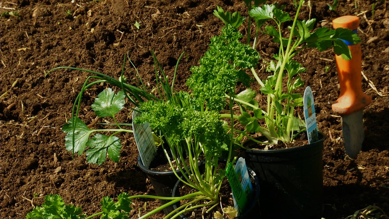 Transplanting Vegetable Starts for Your Garden Transplanting Vegetable Starts for Your Garden