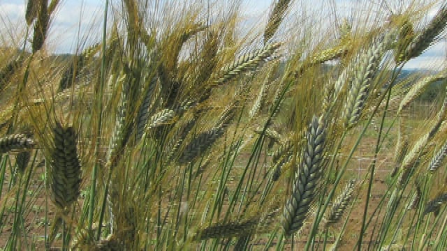 Preserving Ancient Grains: A Farmer's Tale